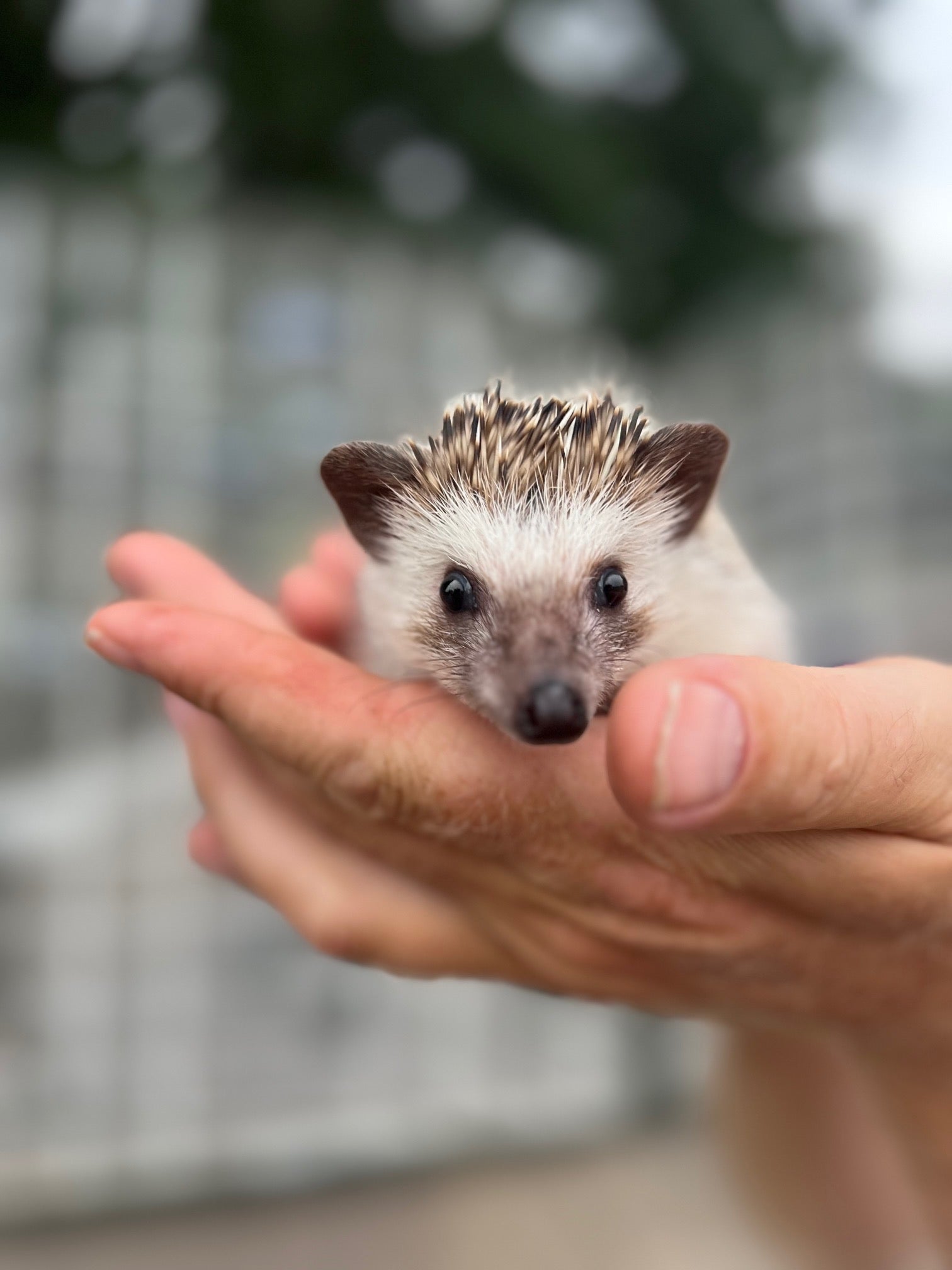 Giving Tuesday: Hedgehog Dryer Donates to Hedgehog Charities – Hedgehog ...